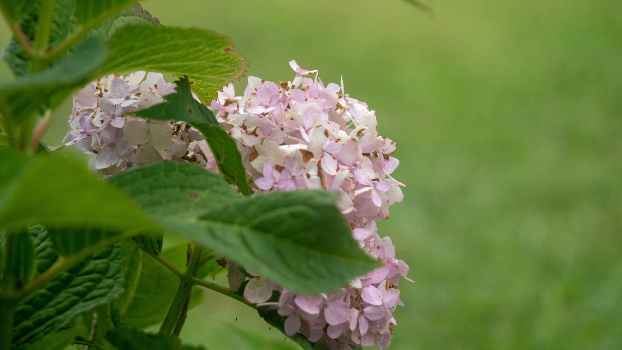 How to Successfully Grow Hydrangeas in Texas: Tips and Tricks - The ...