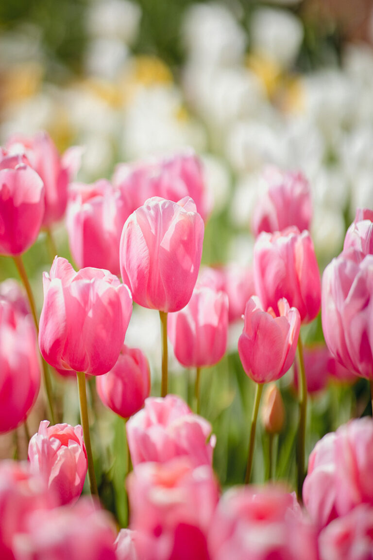 How to Grow Tulips in Florida - The Garden Pixie