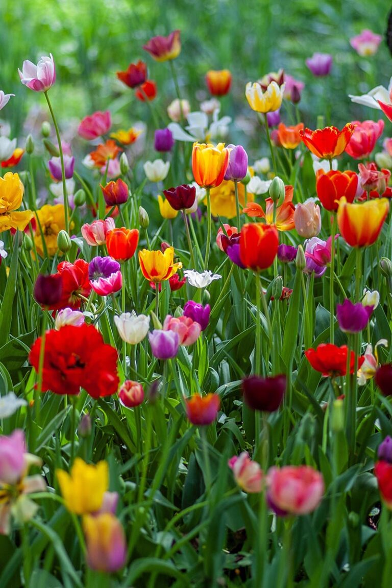 How to Grow Tulips in Florida - The Garden Pixie