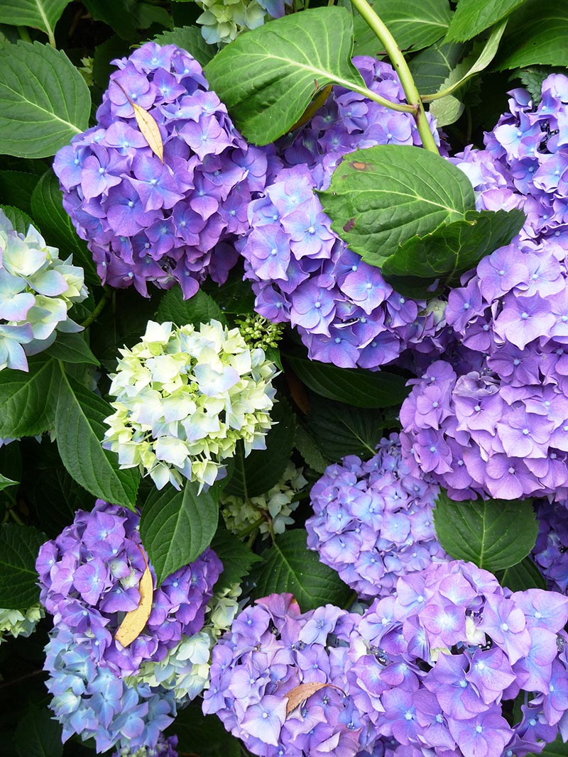 How to Grow Hydrangeas in North Texas - The Garden Pixie