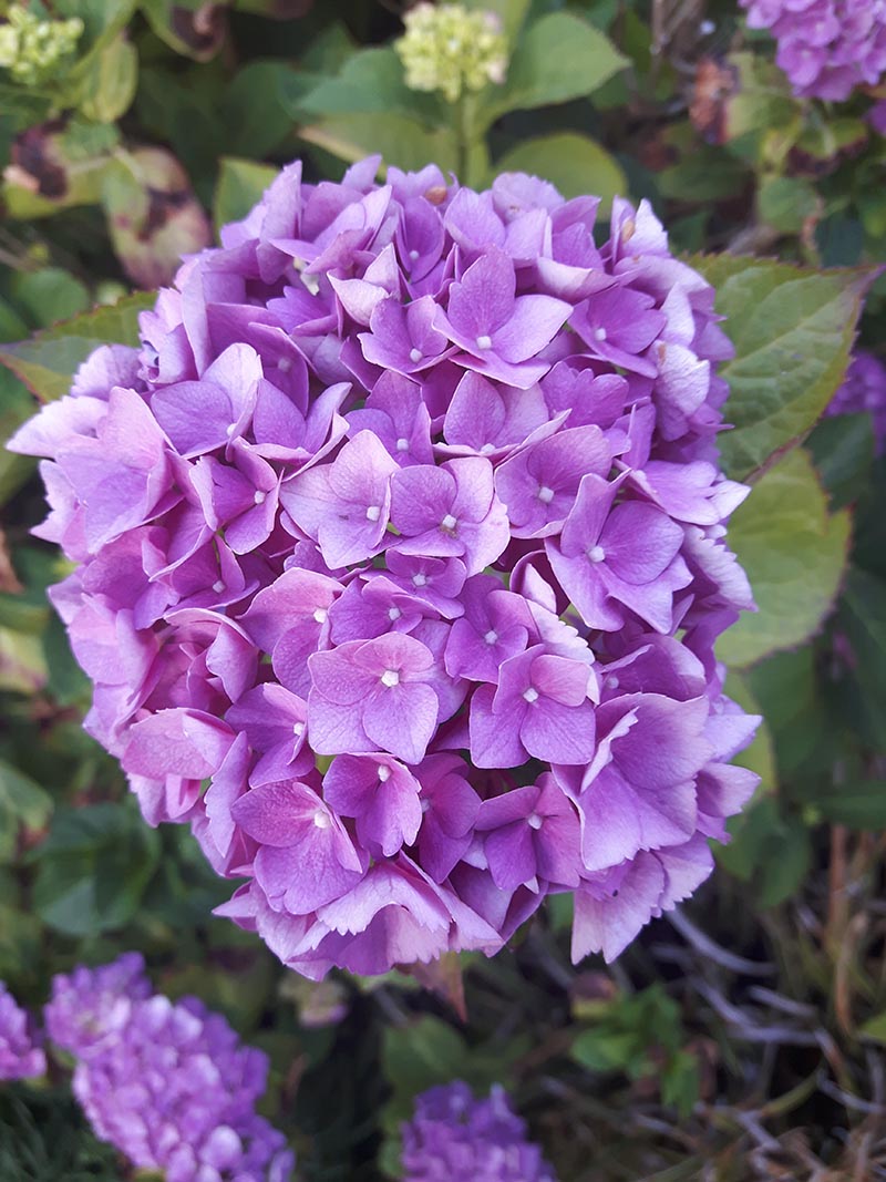 How to Grow Hydrangeas in North Texas - The Garden Pixie