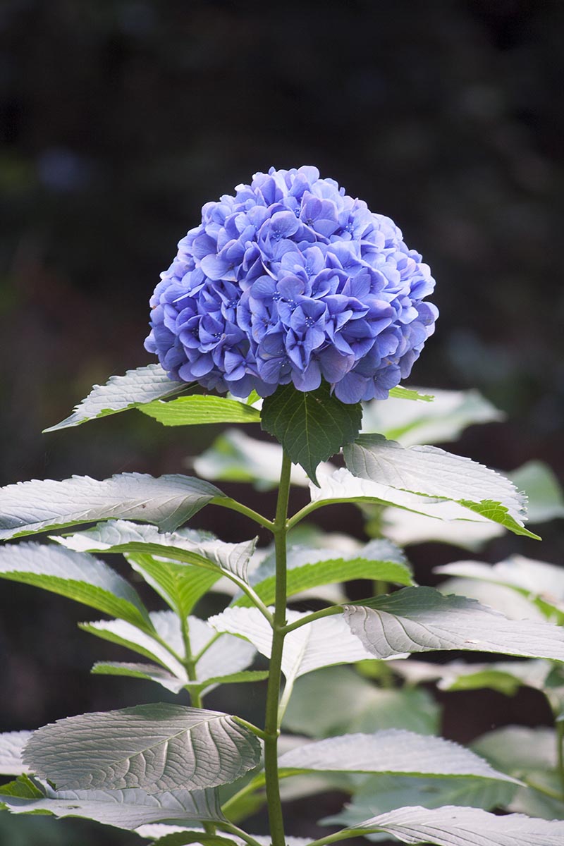 How to Grow Hydrangeas in North Texas - The Garden Pixie