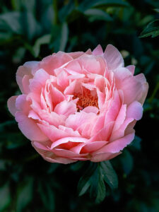 How to Grow Peonies in Texas - The Garden Pixie