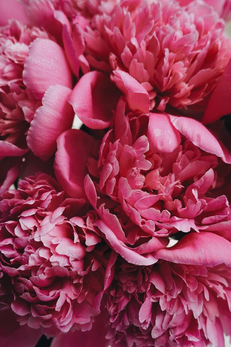 How to Grow Peonies in Texas - The Garden Pixie