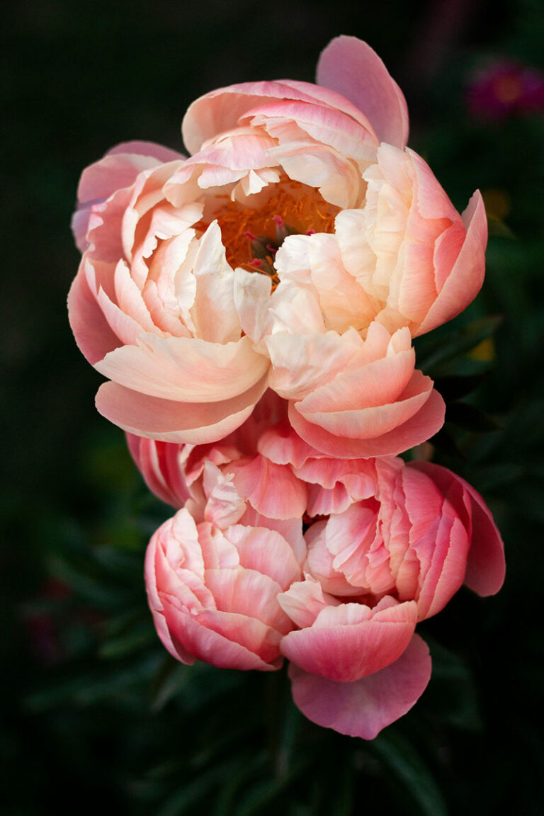 How to Grow Peonies in Texas - The Garden Pixie