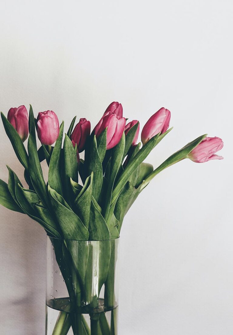 How to Grow Tulips in Florida - The Garden Pixie