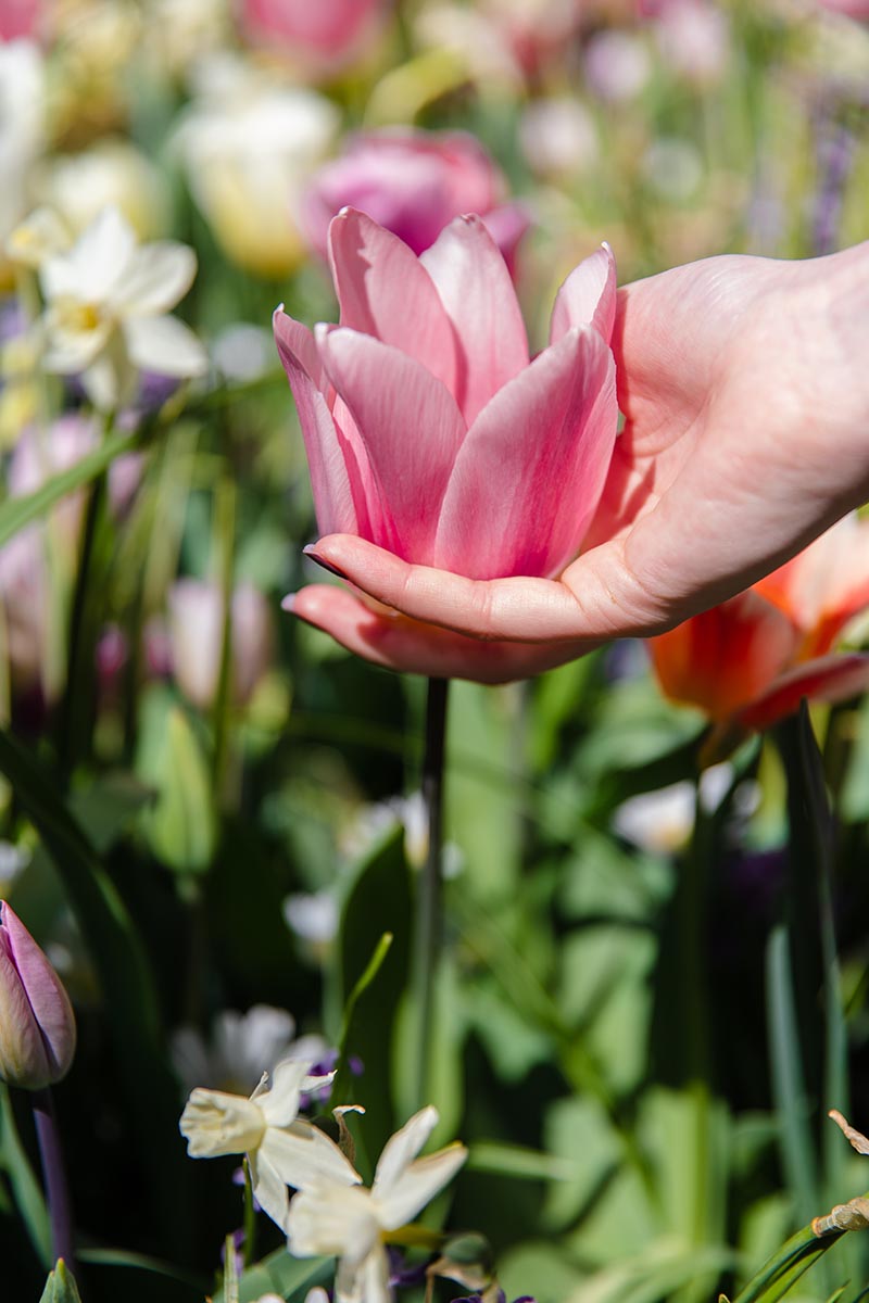 How to Grow Tulips in Florida - The Garden Pixie