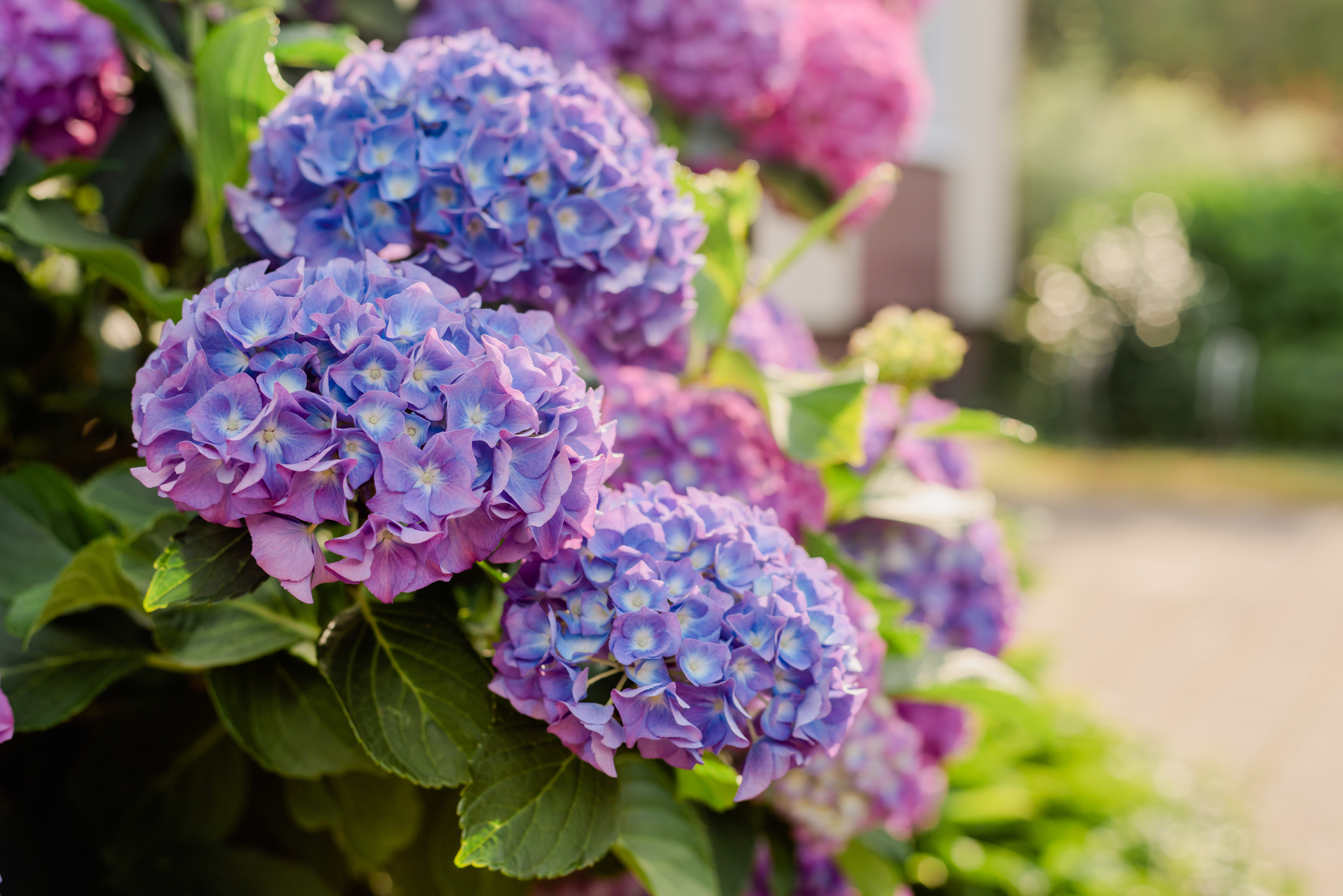How to Successfully Grow Hydrangeas in Texas: Tips and Tricks - The ...