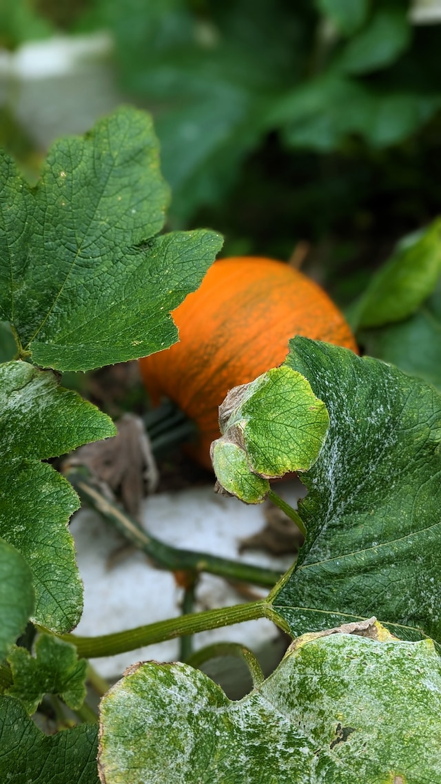 How to Grow Cushaw Squash: A Beginner's Guide - The Garden Pixie
