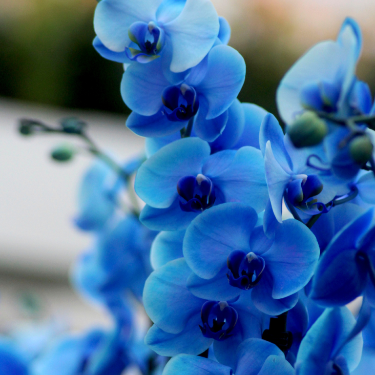 Mystique Orchid Care: Guide to Growing Blue Orchids - The Garden Pixie